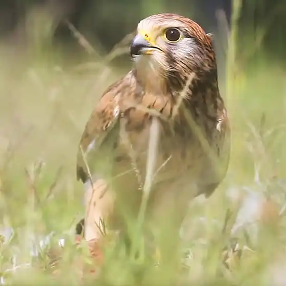 Off the Beaten Path: A Guide for Things to Do in Awendaw, SC ...