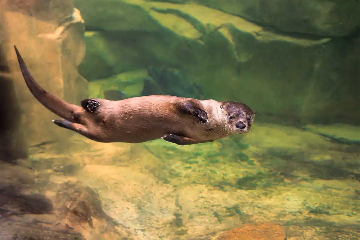 South Carolina Aquarium | Charleston area | Charleston.com