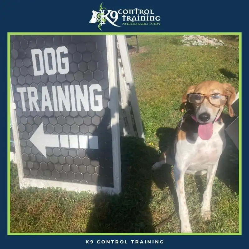 K9 Control Training | Charleston.com